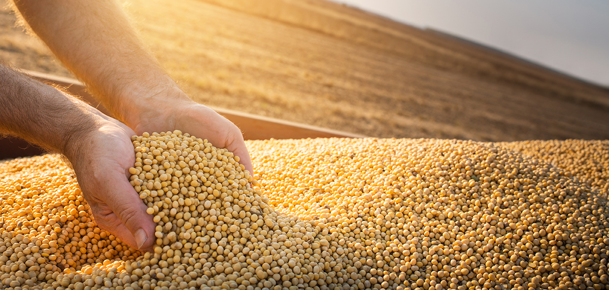 How an Expander Maximizes Oil Recovery in Solvent Extraction - Anderson ...