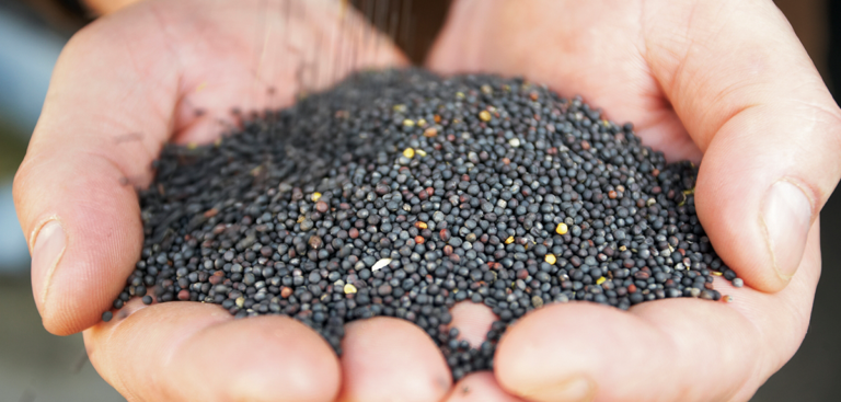 Exploring More Efficient Canola Processing Methods