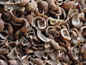 Breaking Down the Basics of Copra Oil Processing