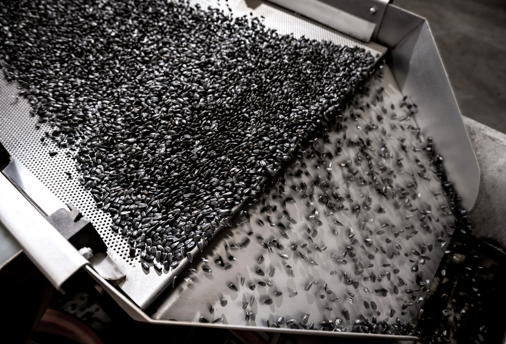 The Evolution of Conditioning Oilseeds Before Pressing