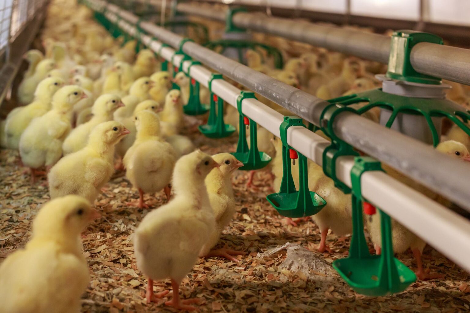 Processing Soybean for Poultry Feed: Study Reveals How Anderson’s ...