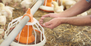Comparing the Poultry Nutrition Needs of Broilers vs. Layers - Anderson ...