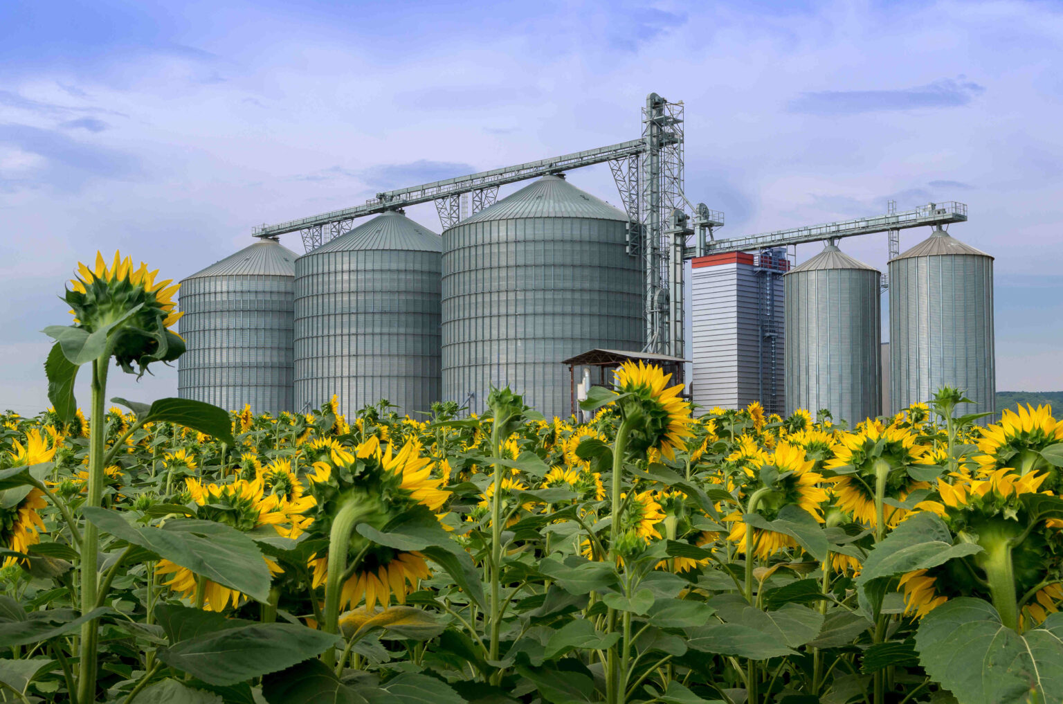 Planning a Sunflower Seed Processing Plant - Anderson International Corp