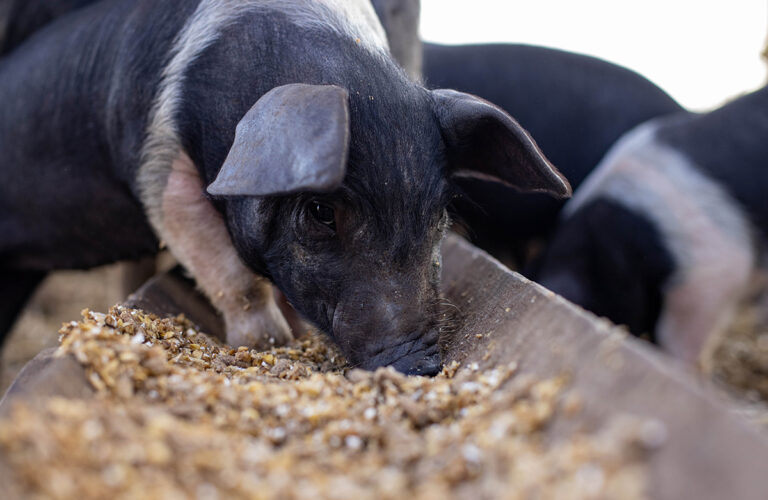 More Energy, Less Processing: The Benefits of Full Fat Soy - Anderson ...